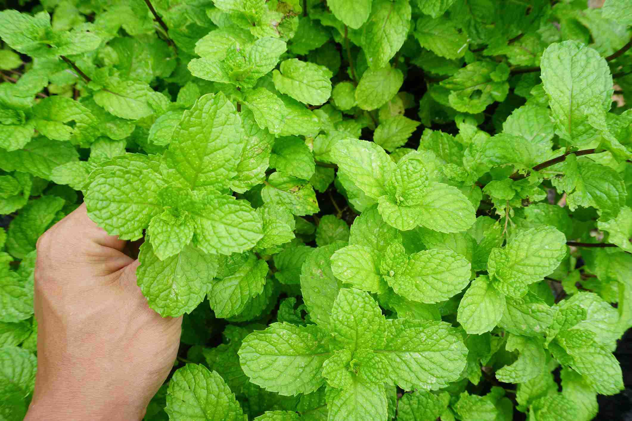 6 Plants That Naturally Repel Bugs Homemaking Homemaking 101