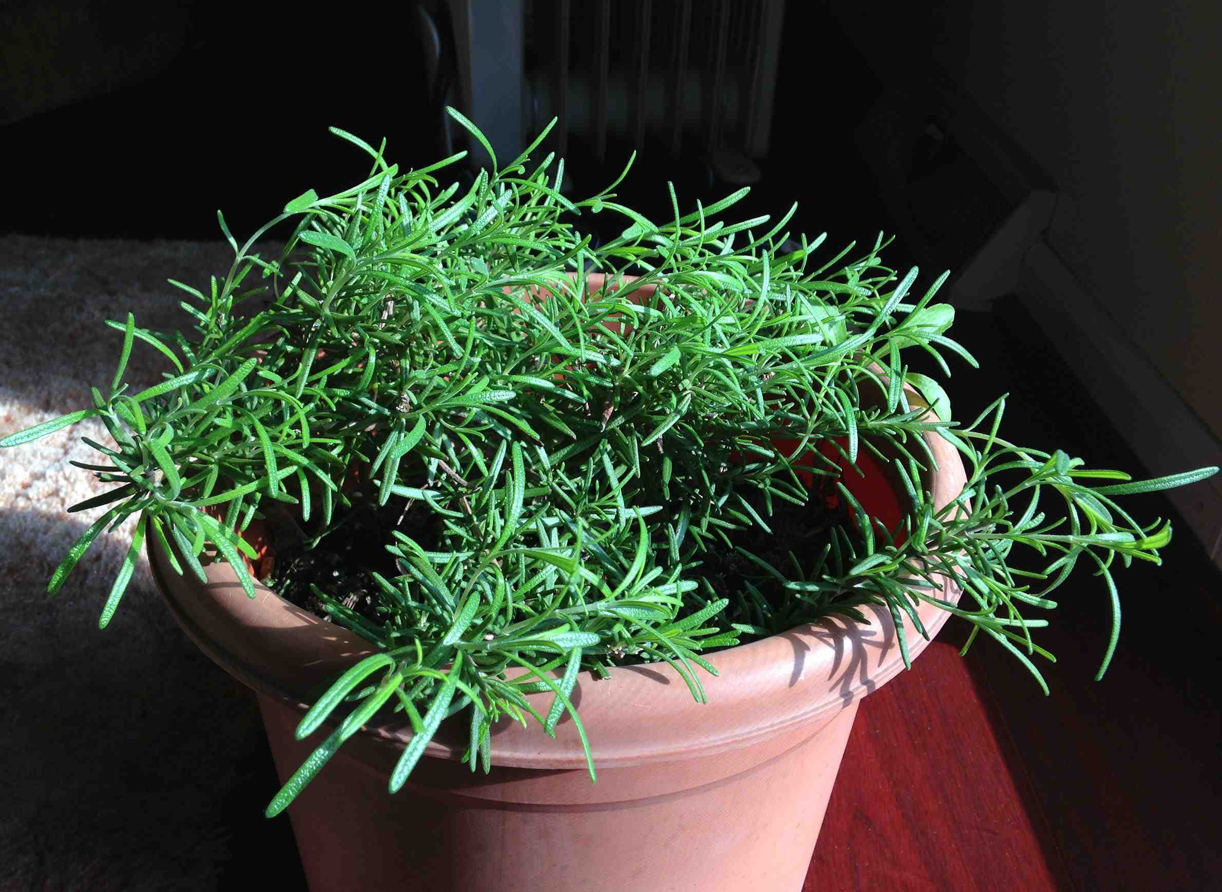 6 Plants That Naturally Repel Bugs - Homemaking.com 6 Plants That Naturally Repel Bugs - Homemaking.com