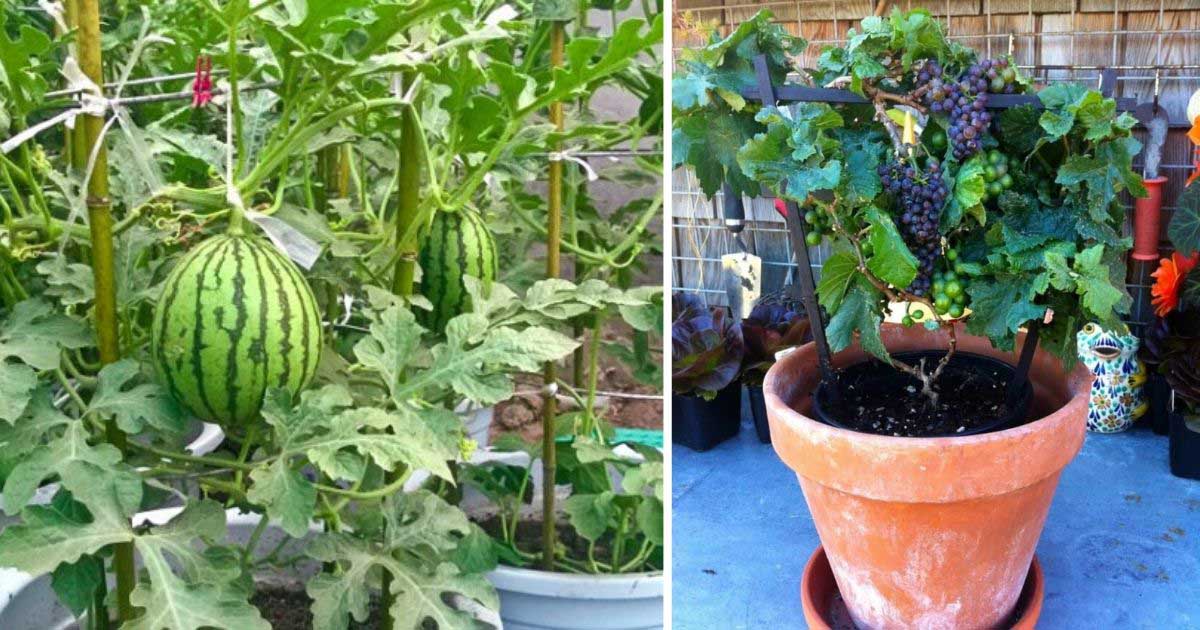 6 Fruits That Can Be Easily Grown In Your House Or Yard