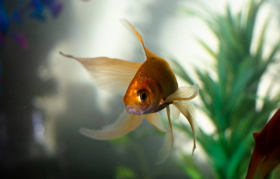 Goldfish in Rain Barrels: The Natural Way to Stop Mosquitoes